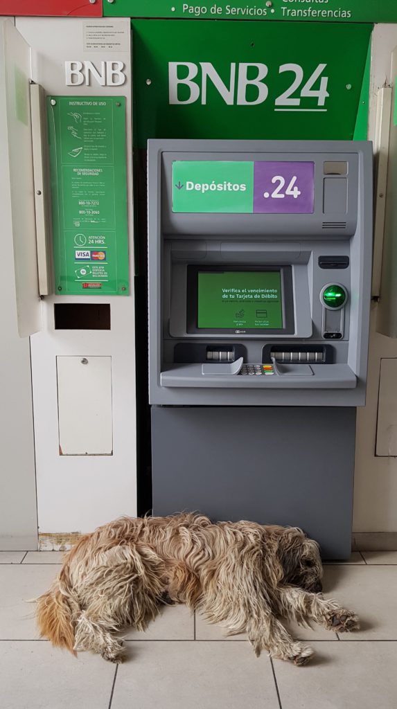 Practical tips: How to withdraw money from a dog guarded ATM while ...